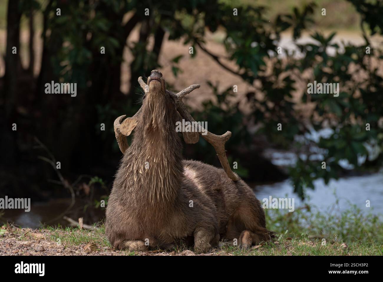 Timor rusa hi-res stock photography and images - Alamy
