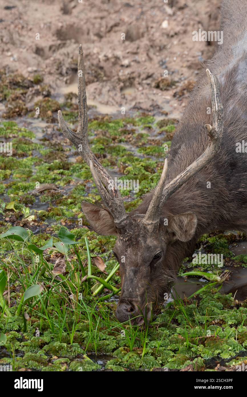Timor deer, Rusa timorensis, Bovidae, Khao Yai National Park, Thailand ...