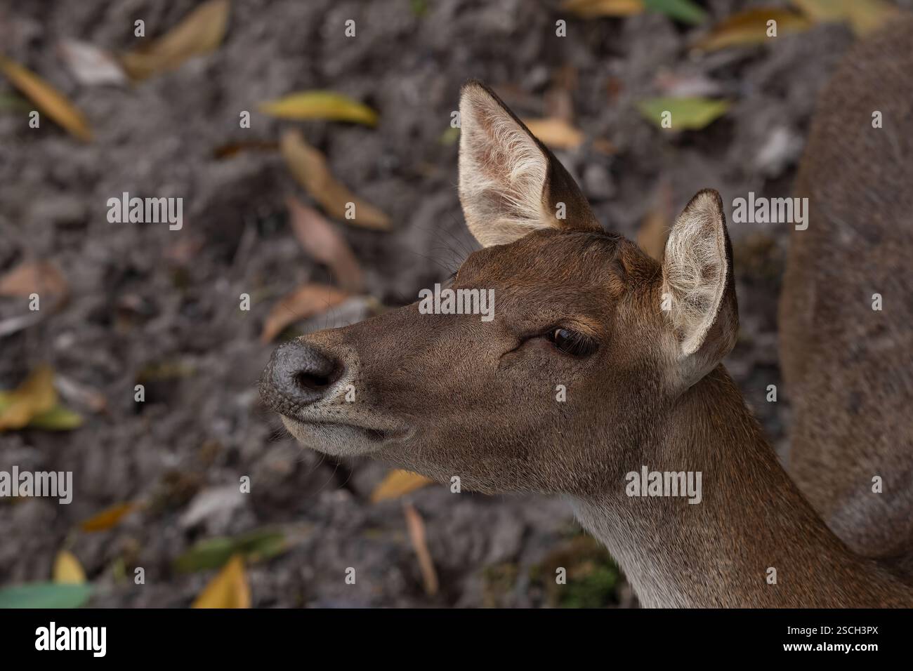 Timor deer, Rusa timorensis, Bovidae, Khao Yai National Park, Thailand ...