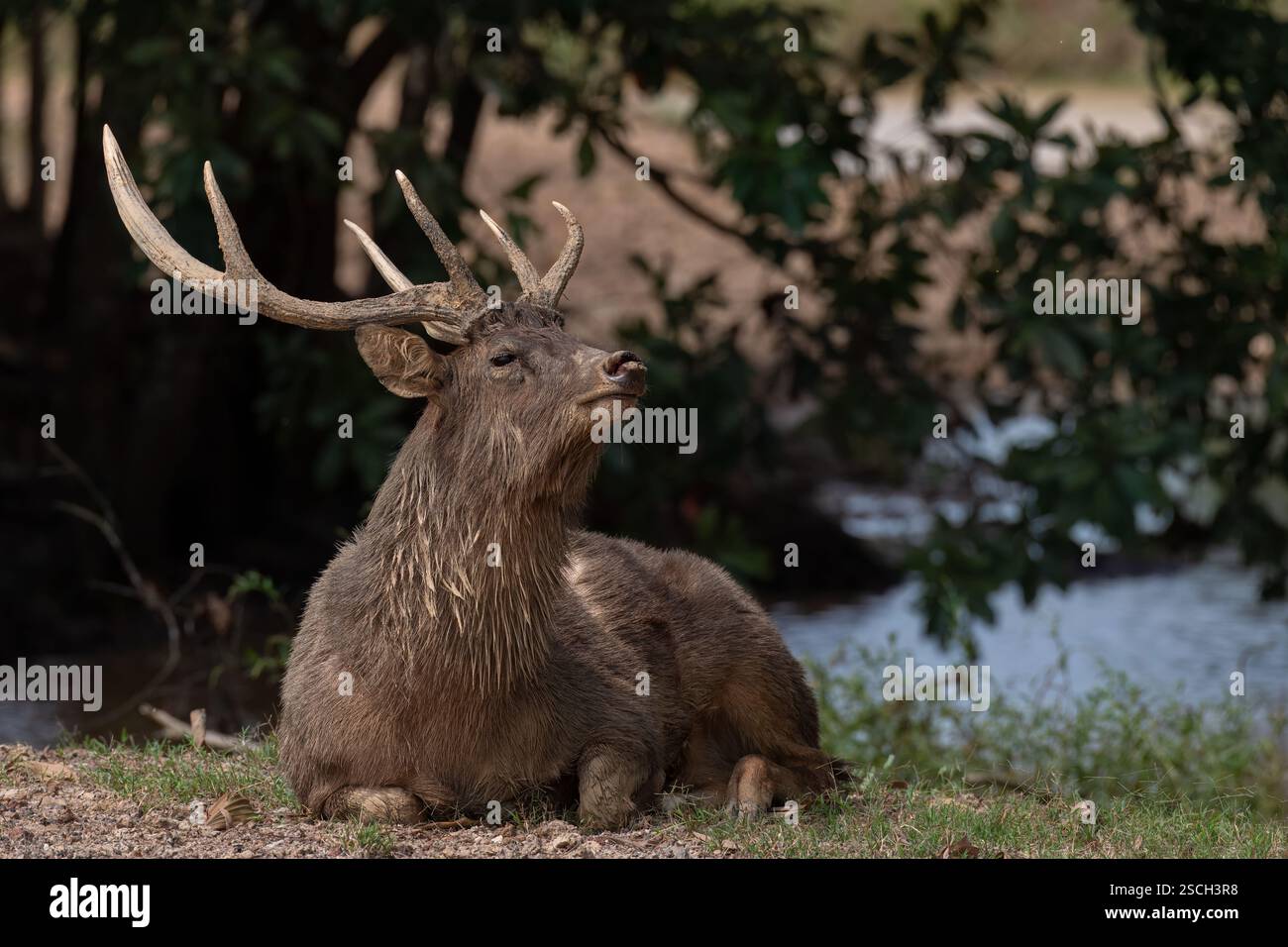 Timor rusa hi-res stock photography and images - Alamy