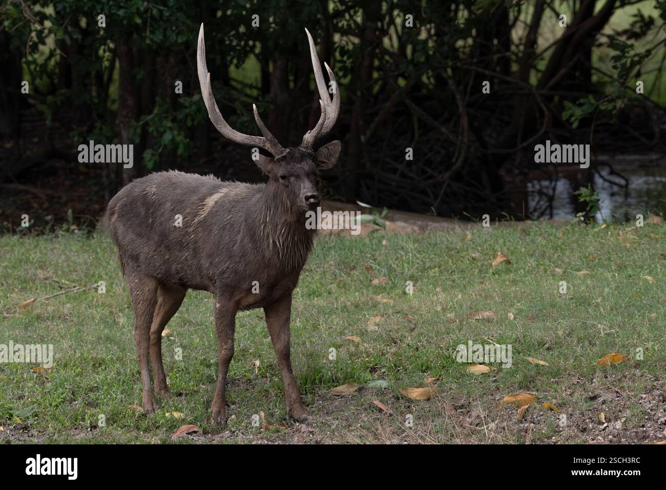 Rusa timorensis hi-res stock photography and images - Alamy