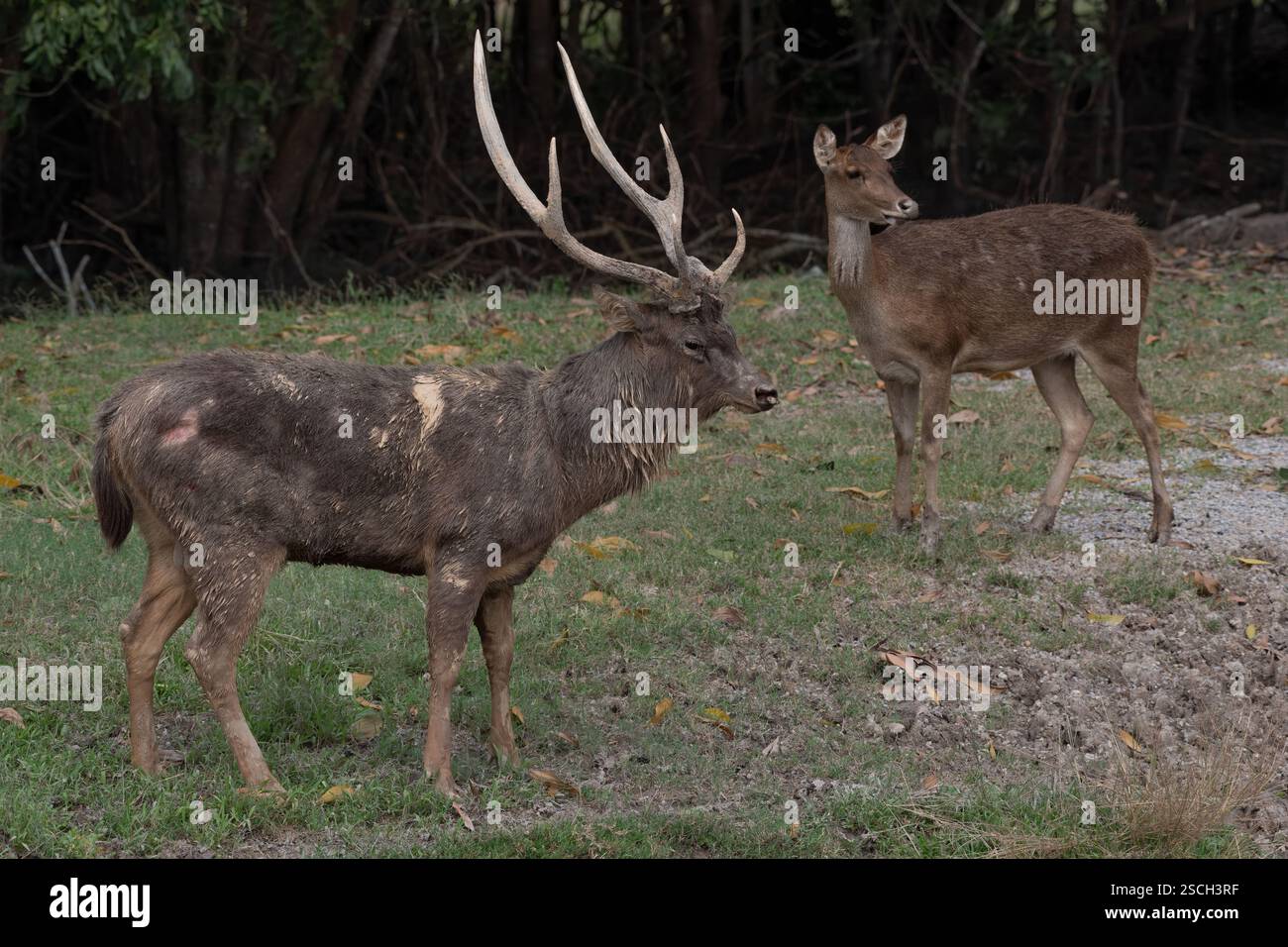 Timor deer, Rusa timorensis, Bovidae, Khao Yai National Park, Thailand ...