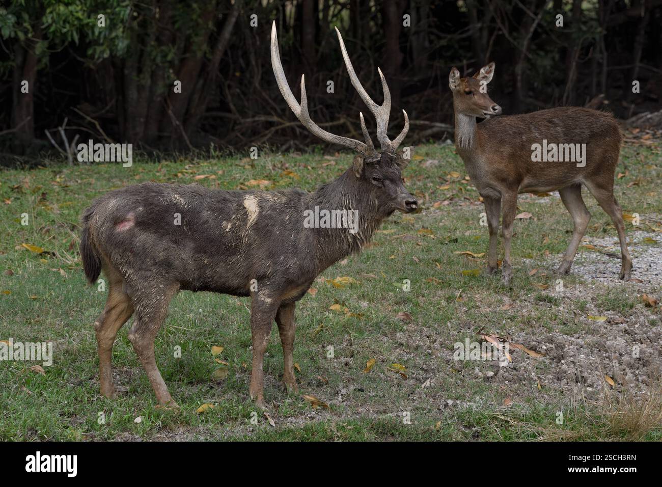 Timor deer, Rusa timorensis, Bovidae, Khao Yai National Park, Thailand ...