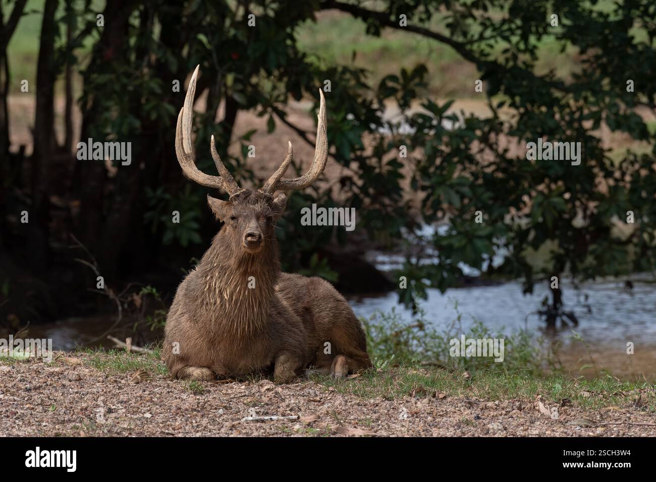 Timor deer, Rusa timorensis, Bovidae, Khao Yai National Park, Thailand ...