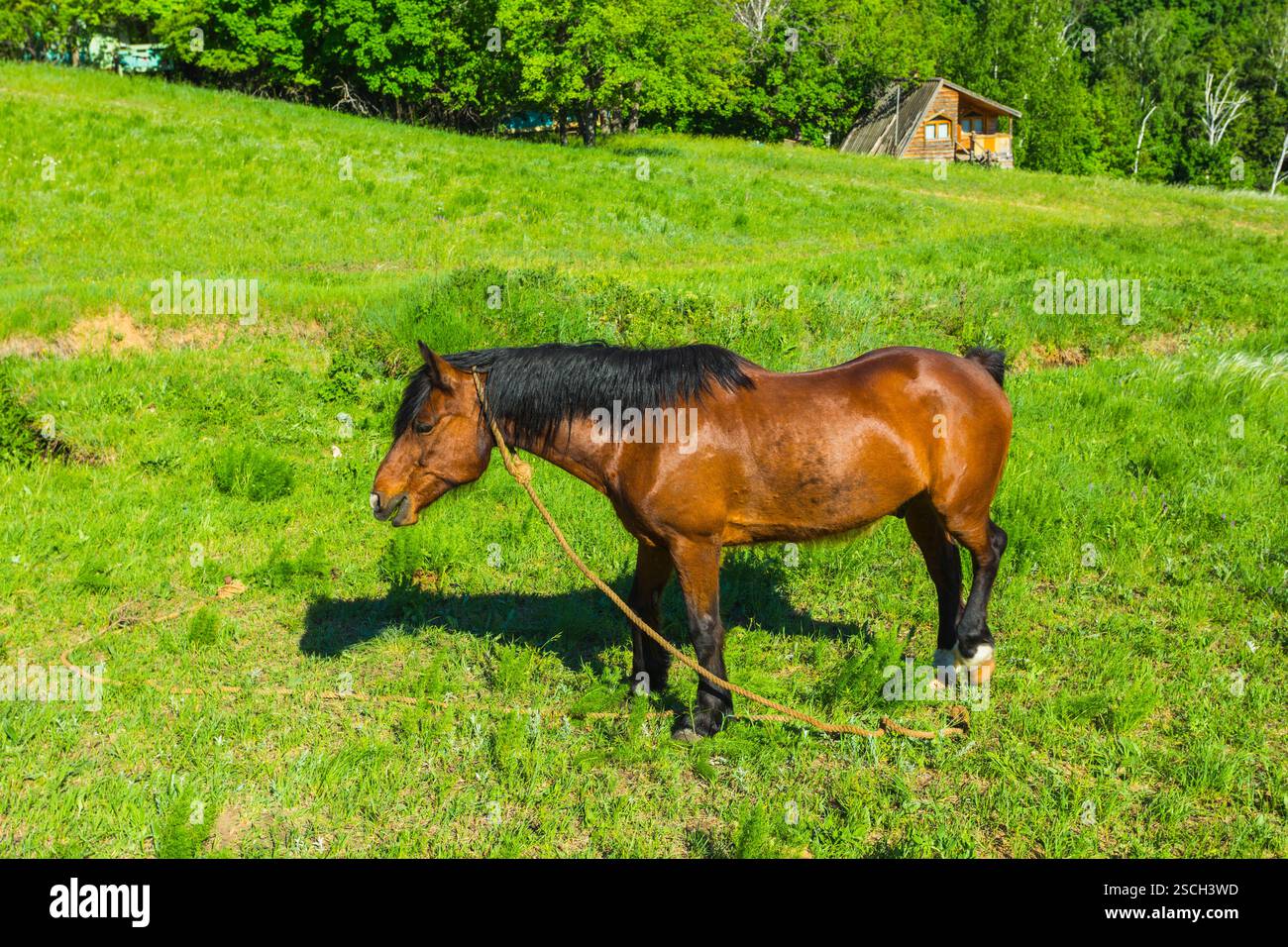 Horse on pasture village hi-res stock photography and images - Alamy