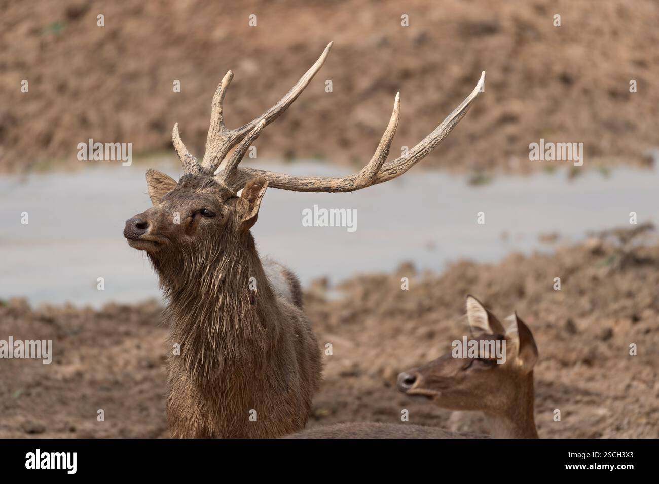 Timor deer, Rusa timorensis, Bovidae, Khao Yai National Park, Thailand ...