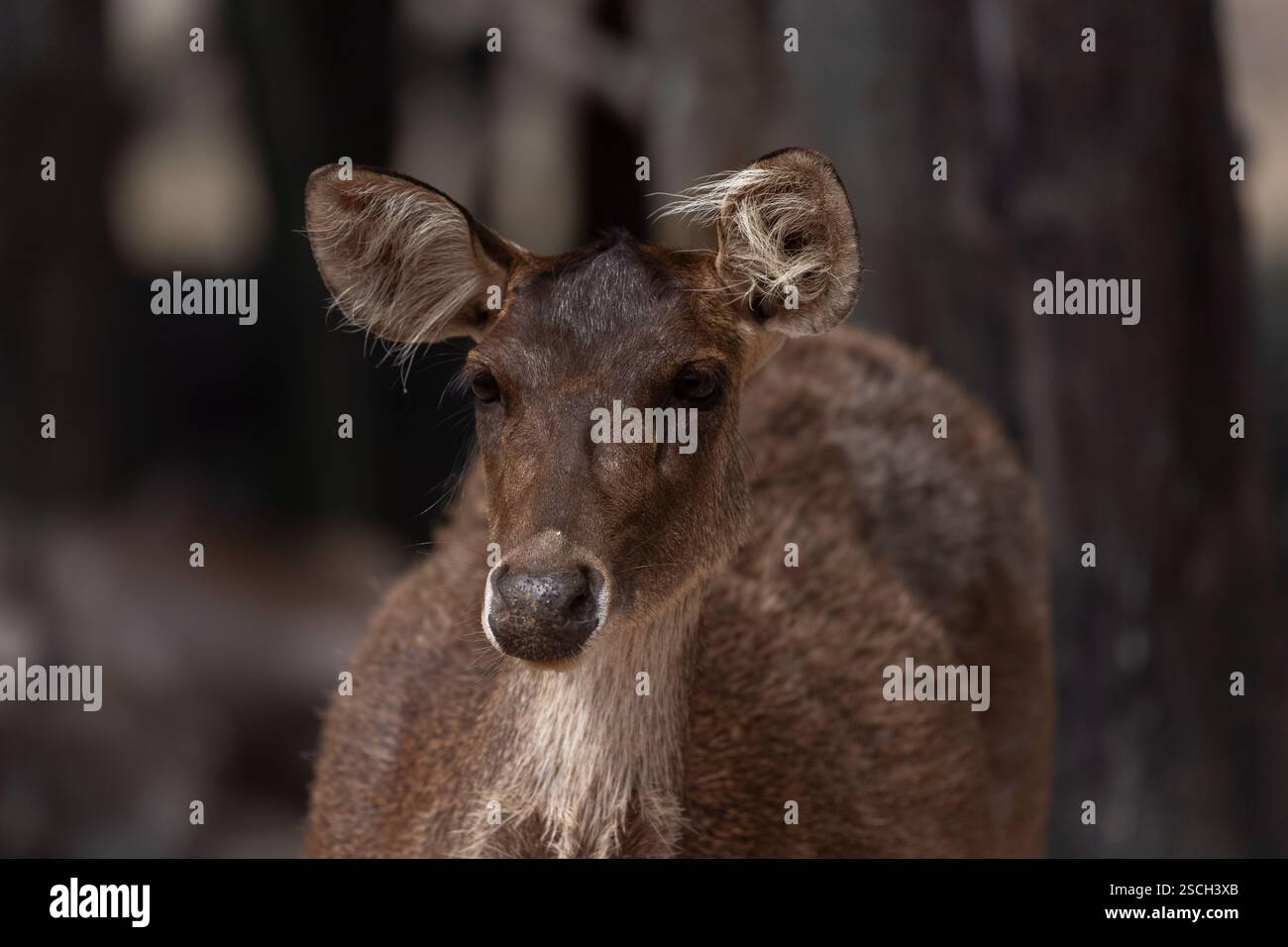 Timor deer, Rusa timorensis, Bovidae, Khao Yai National Park, Thailand ...
