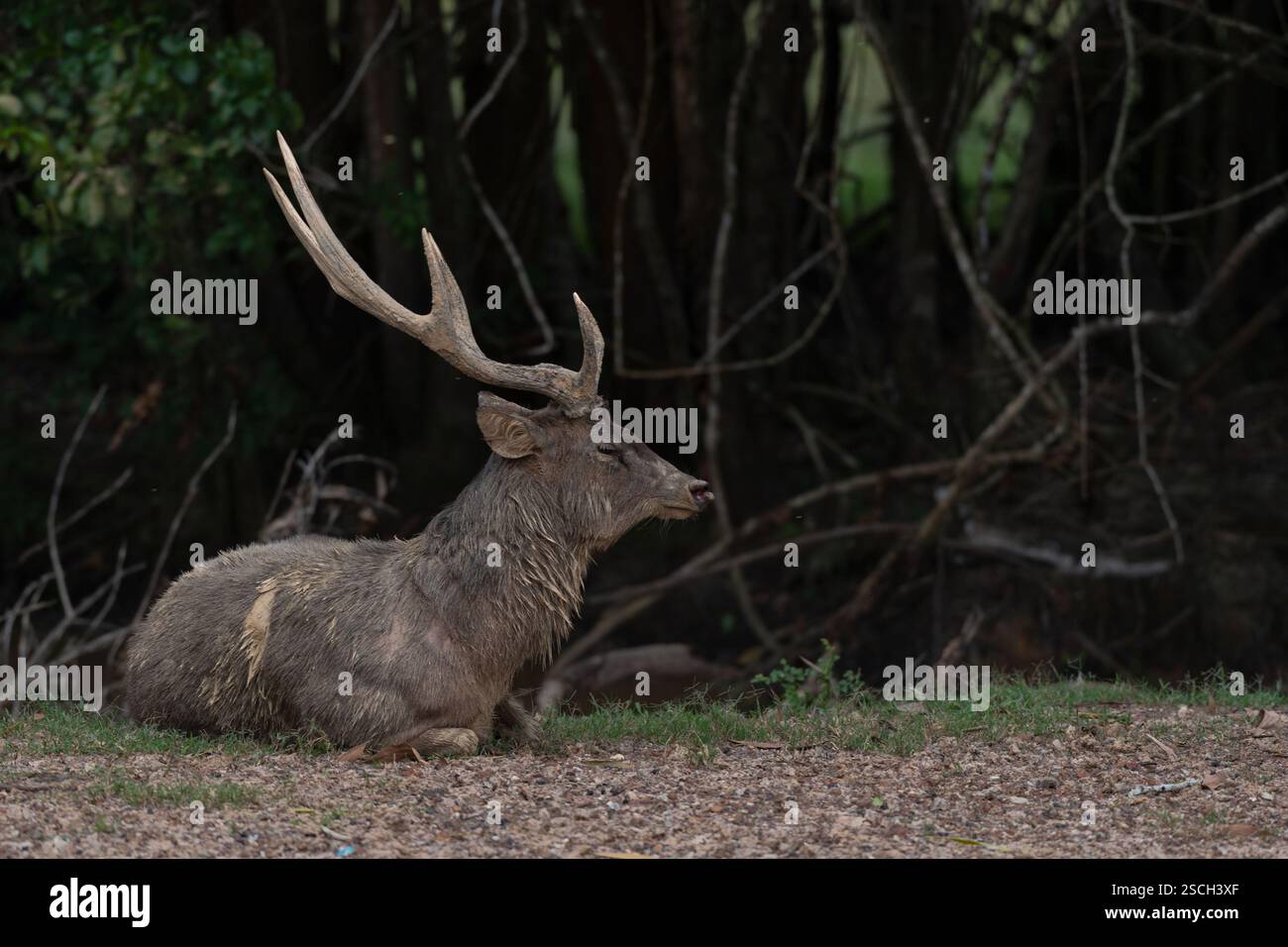 Timor deer, Rusa timorensis, Bovidae, Khao Yai National Park, Thailand ...