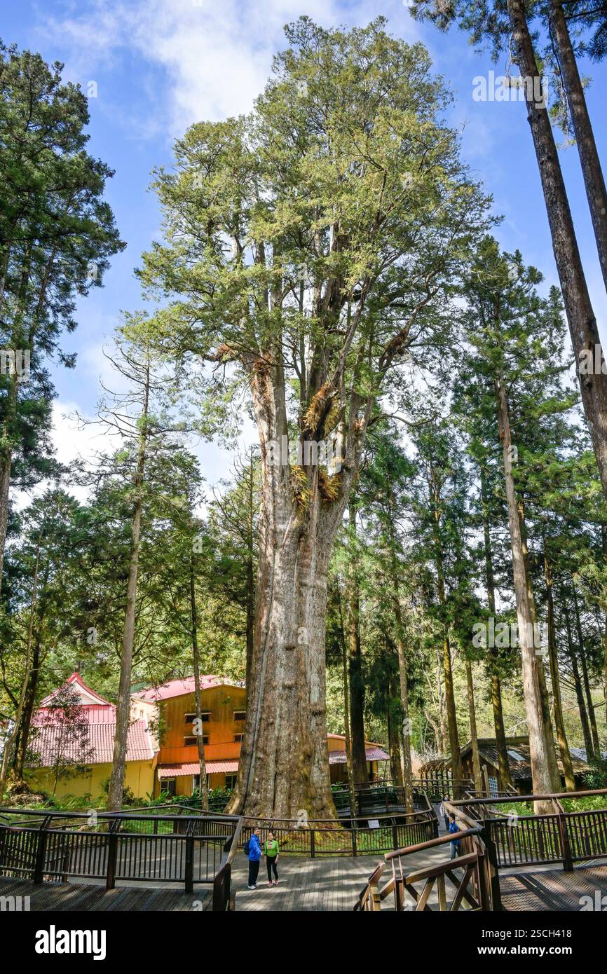 Der heilige Xianglin-Baum, Xianglin Giant Tree, Rote Taiwanzypresse ...