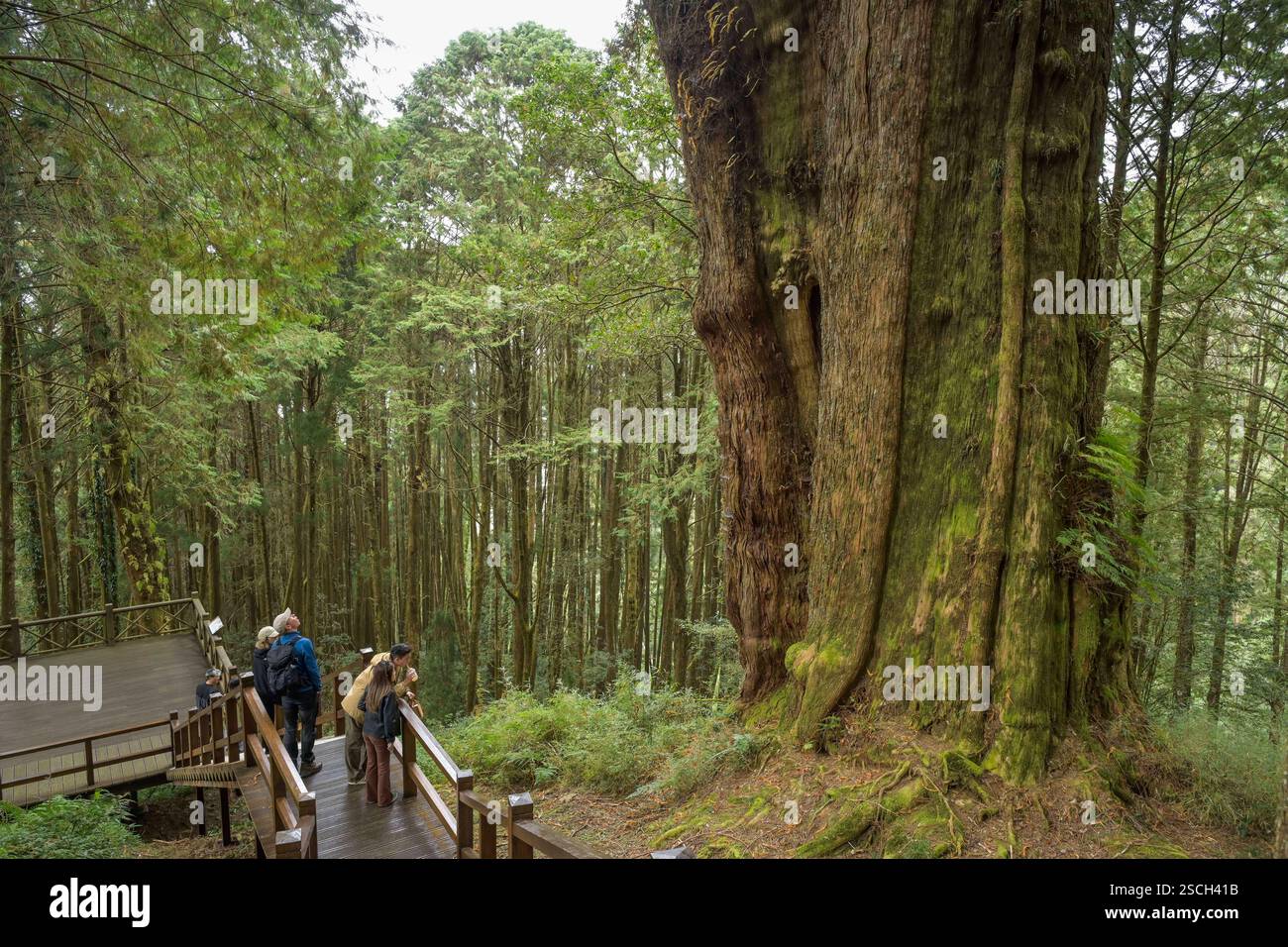 Baum Nr. 28, Rote Taiwanzypresse, Alishan National Forest Recreation ...