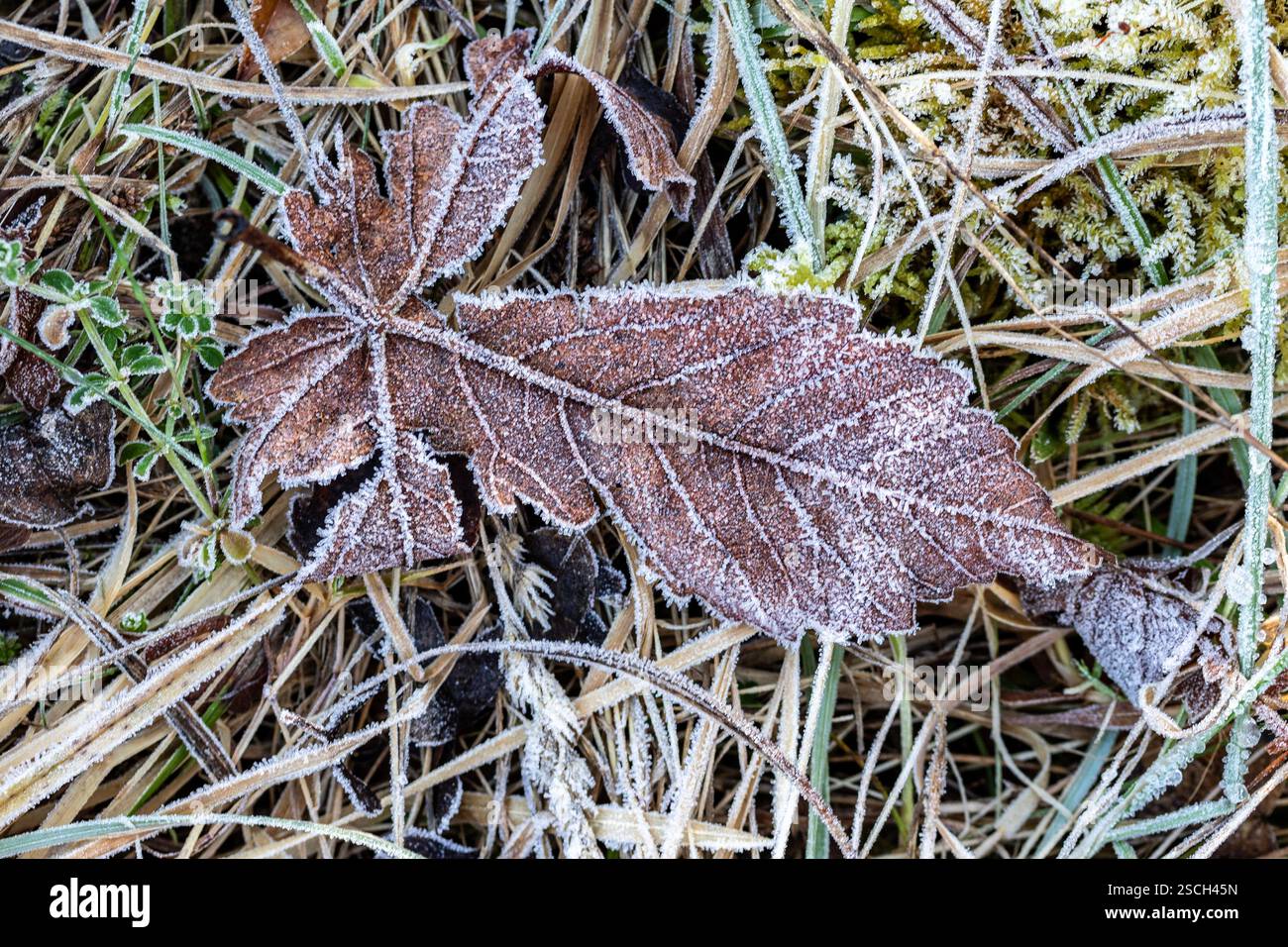 Intimate, semi-abstract, close up natural still life of leaves trapped by overnight frost ...