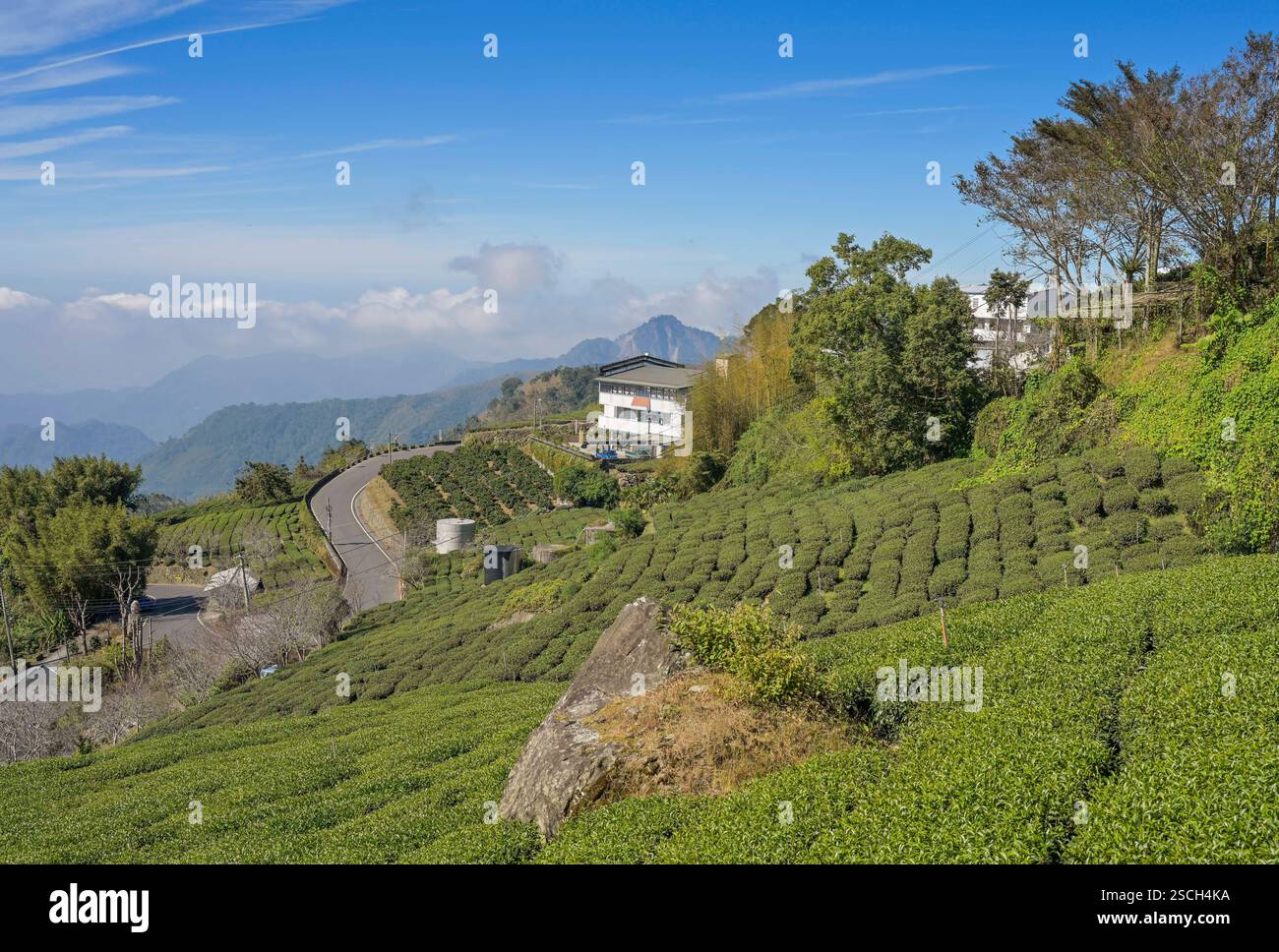 Teeplantage, Terrassen, Berglandschaft im Zhuqi Township südwestlich ...