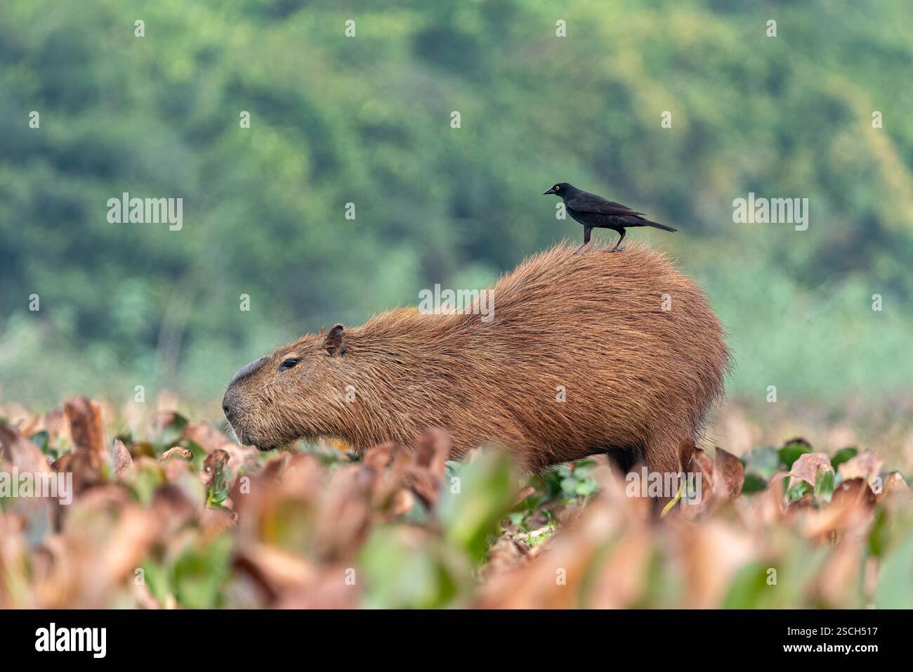 Capybara bird hi-res stock photography and images - Alamy