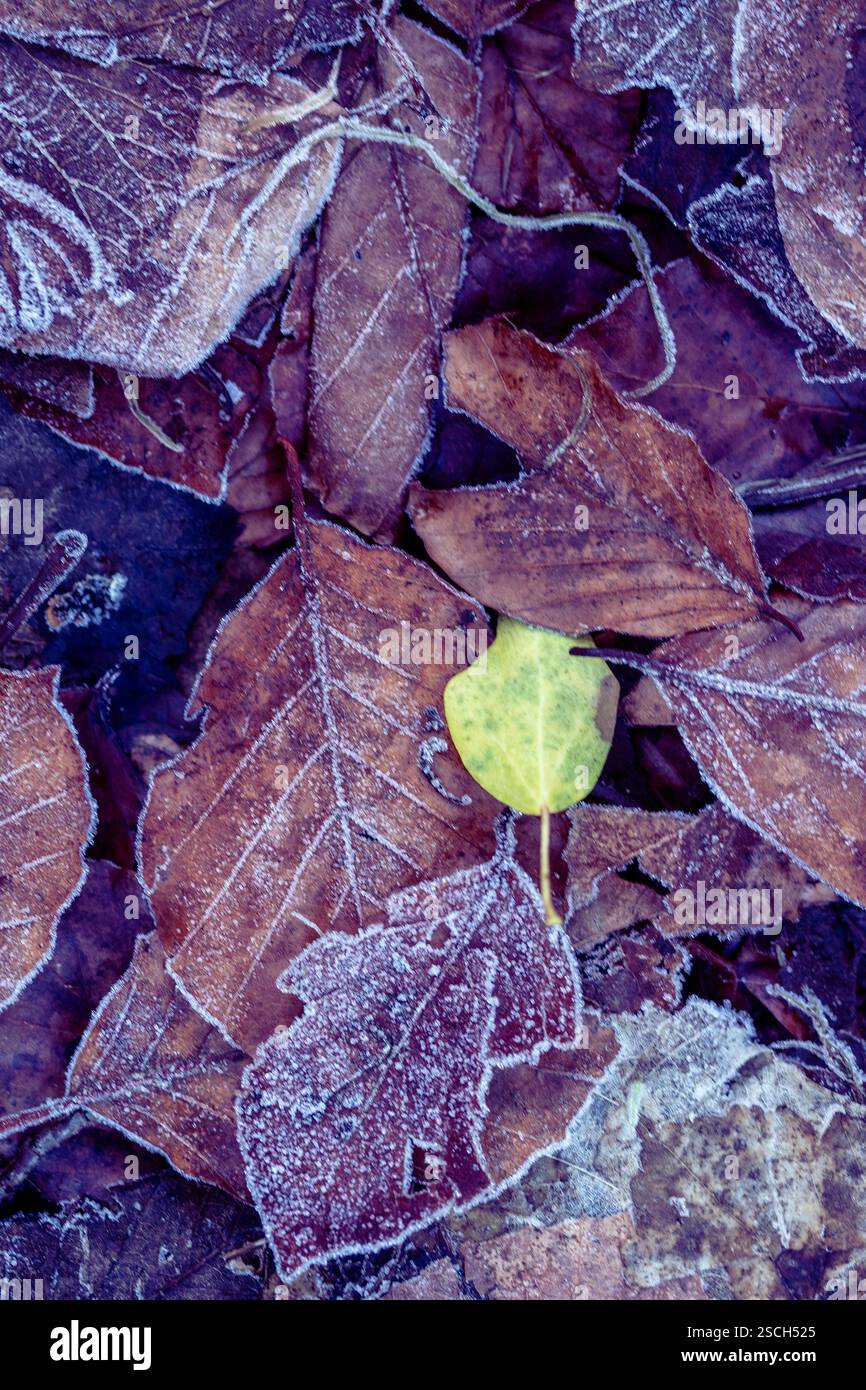 Intimate, semi-abstract, close up natural still life of leaves trapped by overnight frost ...