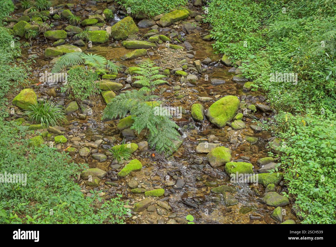 Bach, Alishan National Forest Recreation Area, Alishan Township, Chiayi ...