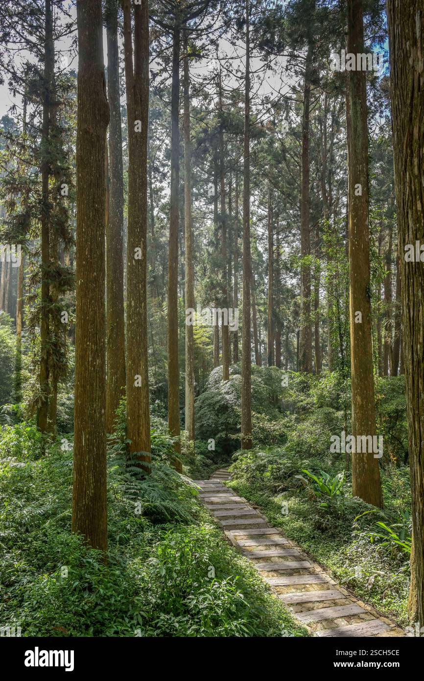 Fenqihu Cedar Boardwalk Trail, Wanderweg im Wald, Japanische Zeder ...