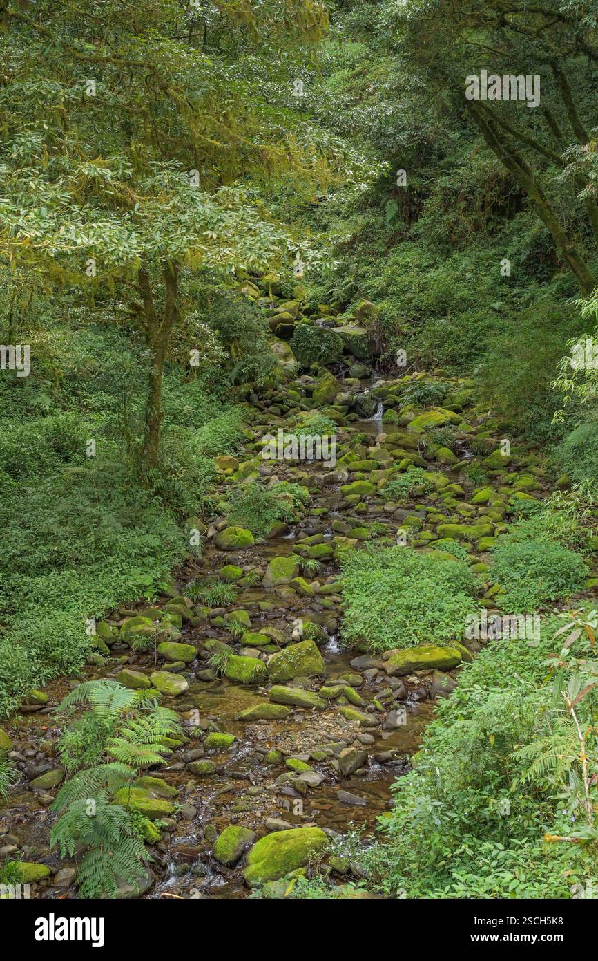 Bach, Alishan National Forest Recreation Area, Alishan Township, Chiayi ...