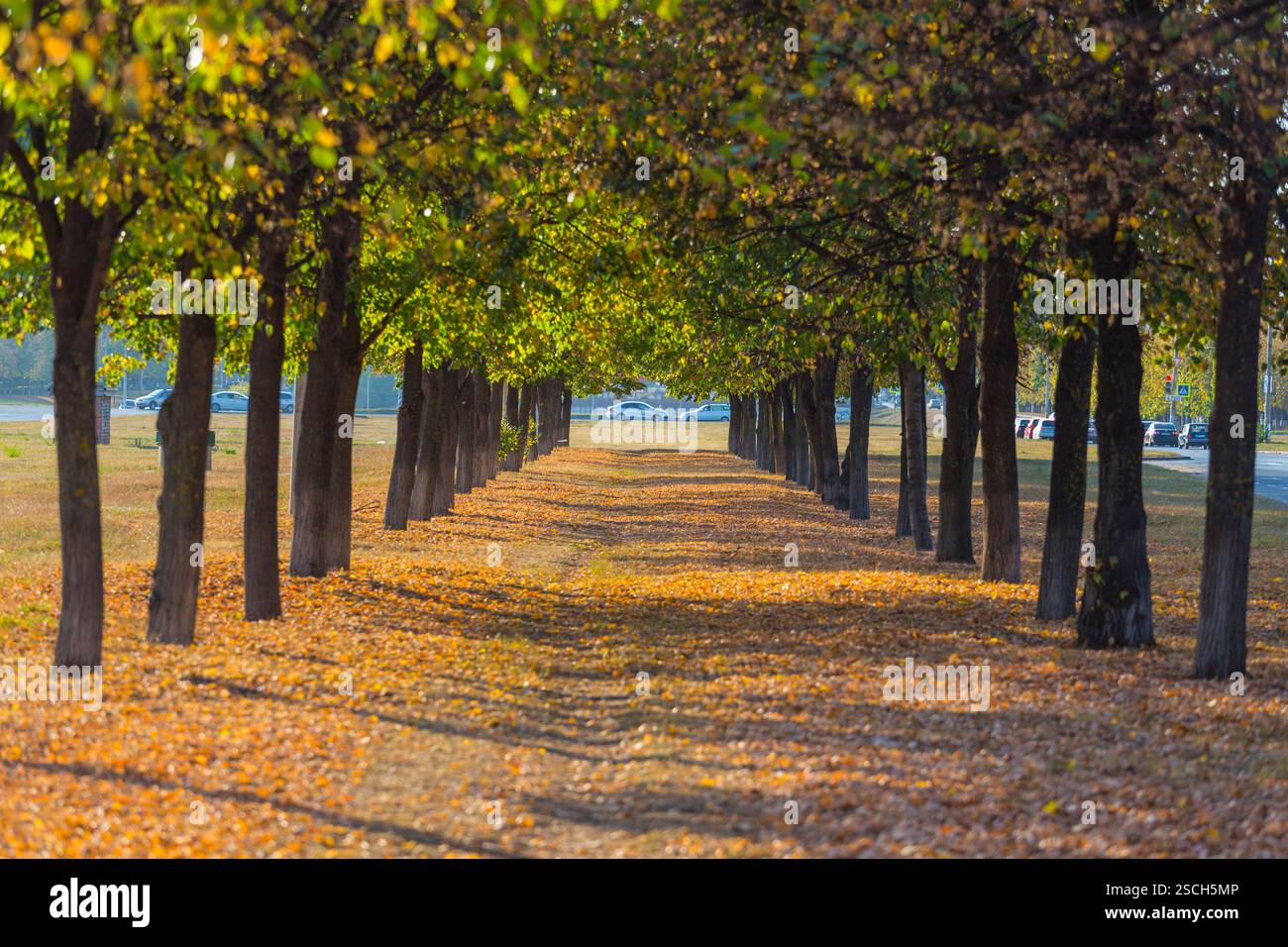 Long alley hi-res stock photography and images - Alamy
