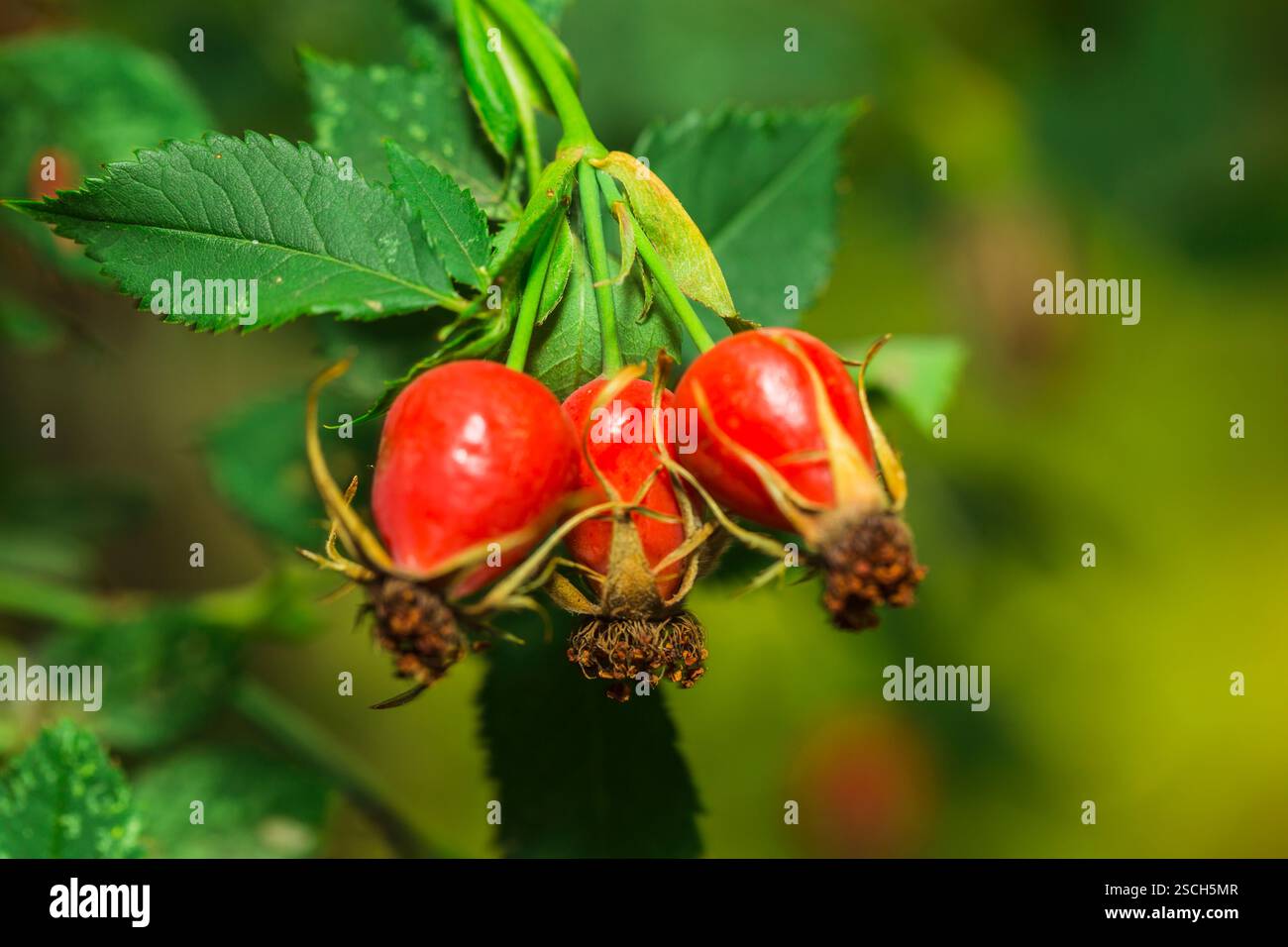 Rose hip tree hi-res stock photography and images - Alamy