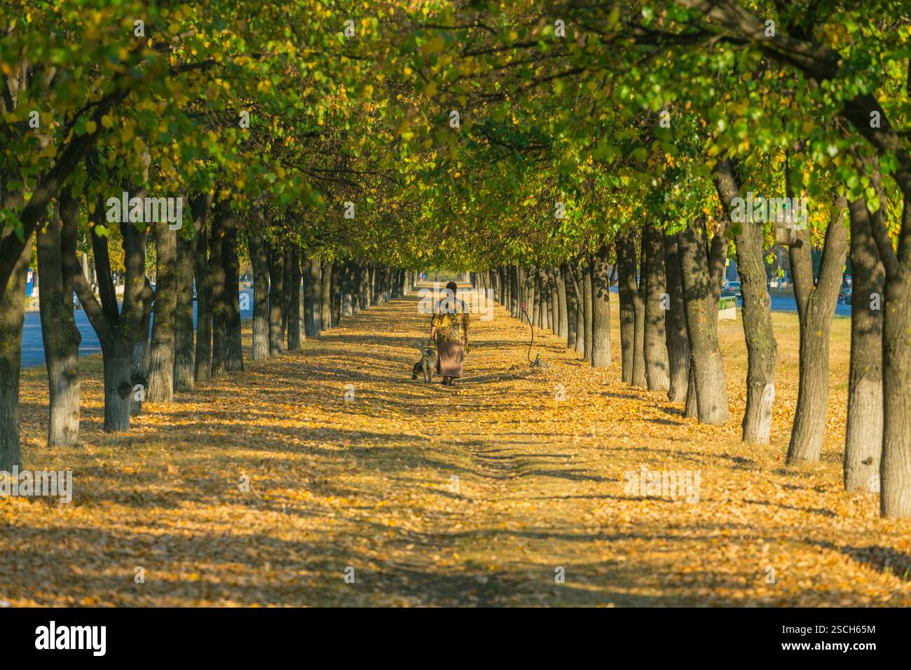 The park landscape with a long alley Stock Photo - Alamy