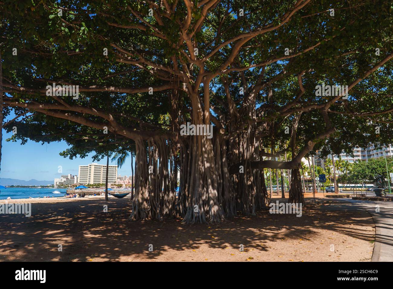 Large Banyan Tree in a Park with Urban and Ocean Backdrop in Honolulu ...