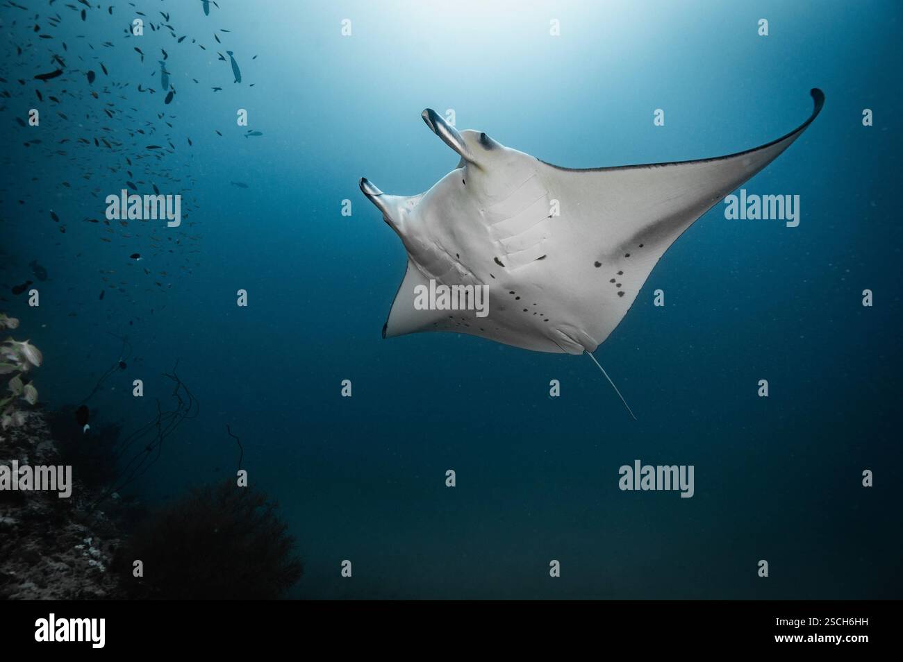 Manta ray gracefully gliding by in the Maldives Stock Photo - Alamy