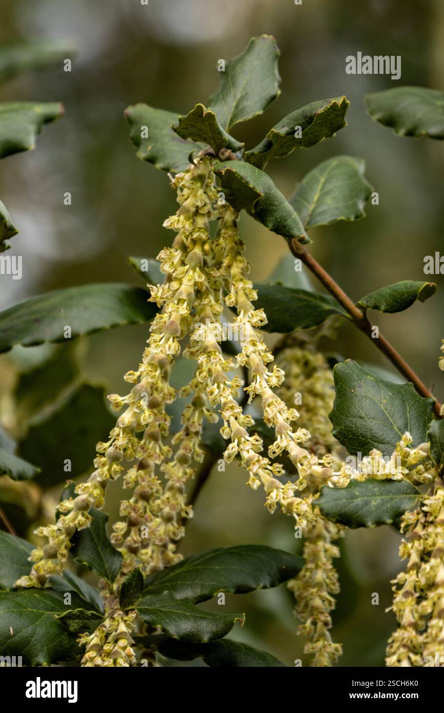 Natural close up plant portrait of the stunning long catkins of Garrya ...