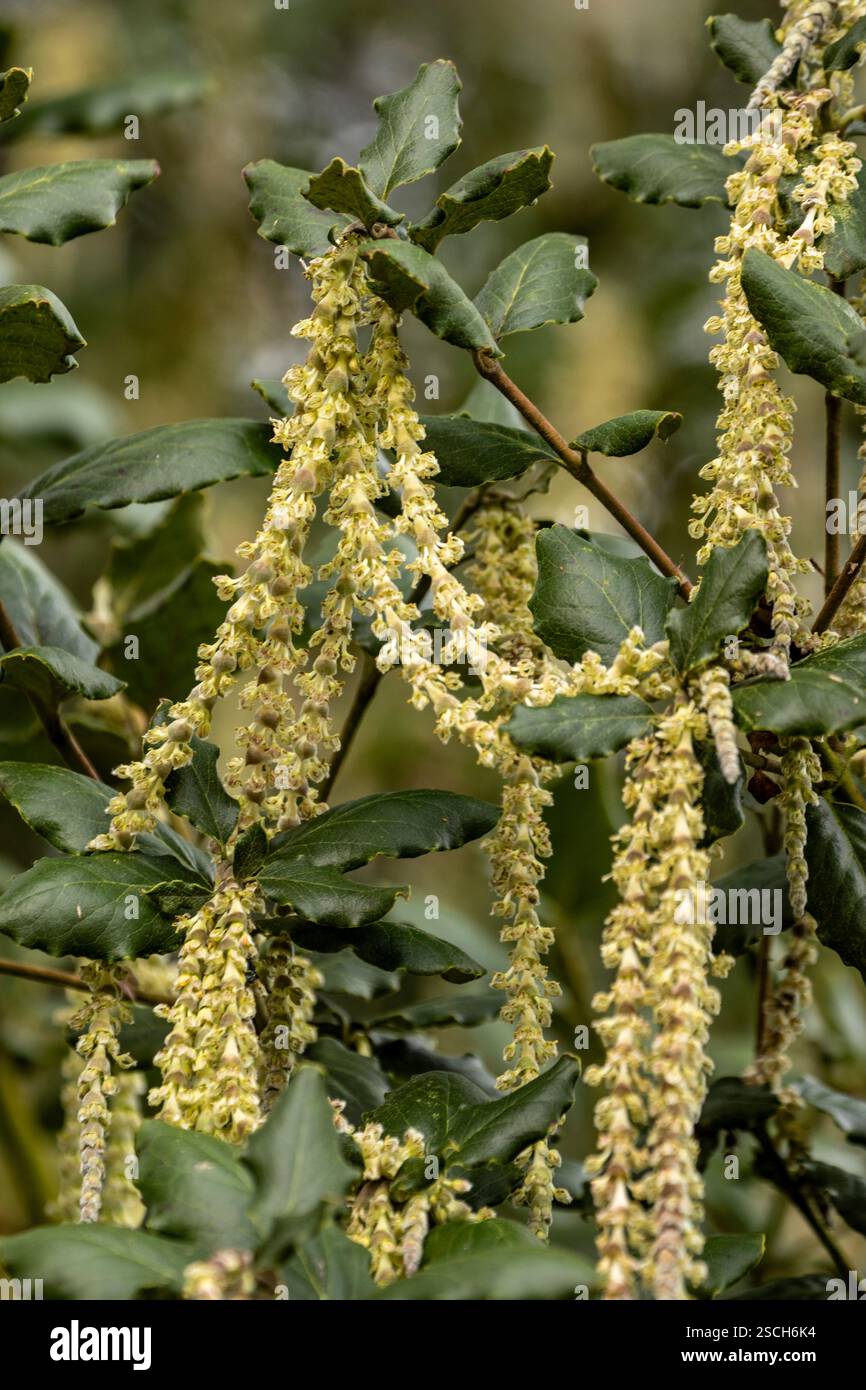 Natural close up plant portrait of the stunning long catkins of Garrya ...