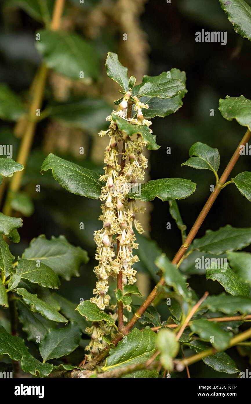Natural close up plant portrait of the stunning long catkins of Garrya ...