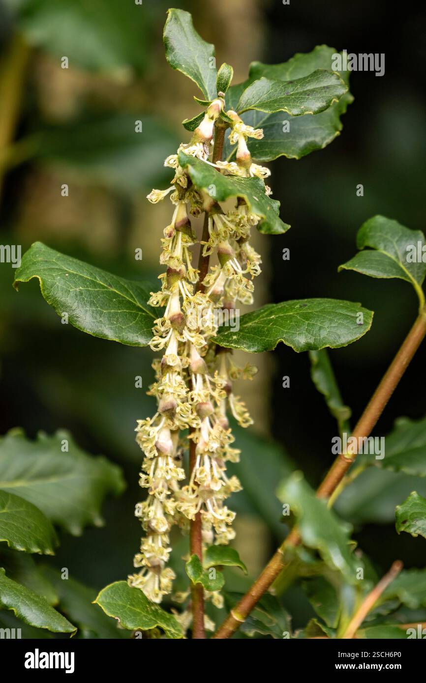 Natural close up plant portrait of the stunning long catkins of Garrya ...