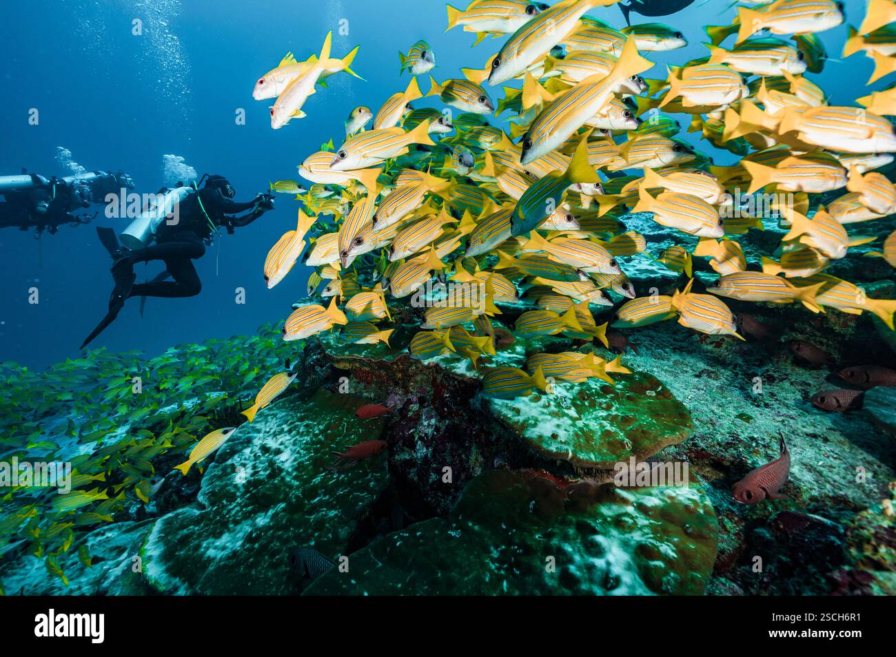shoal of blue lined snapper in the Maldives Stock Photo - Alamy