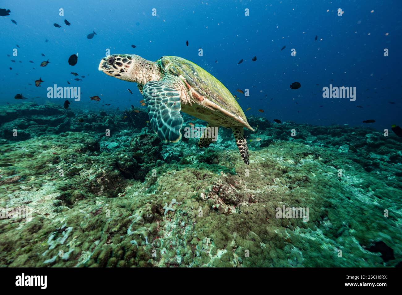 Hawksbill turtle indian ocean hi-res stock photography and images - Alamy