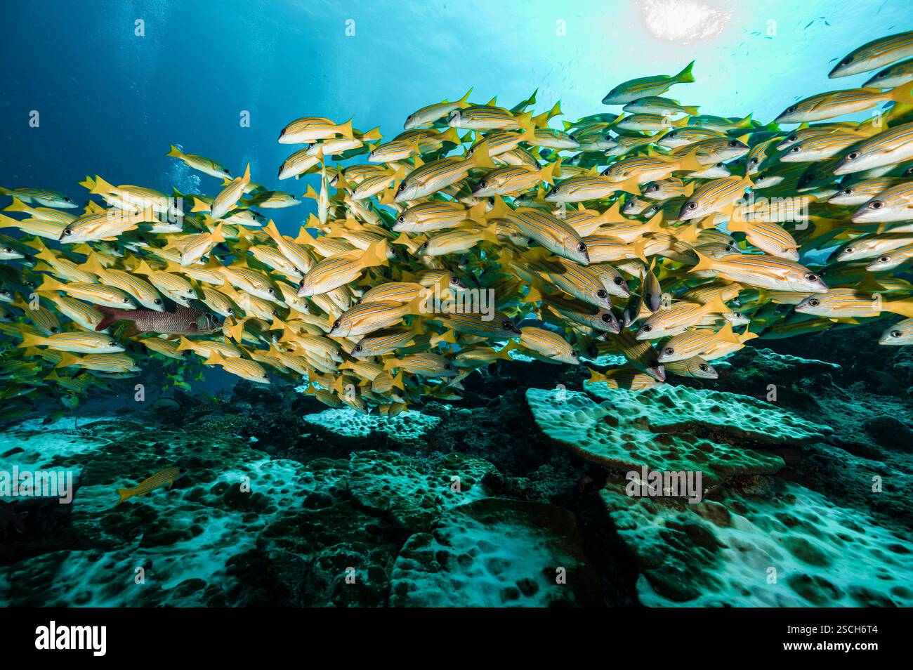 shoal of blue lined snapper in the Maldives Stock Photo - Alamy