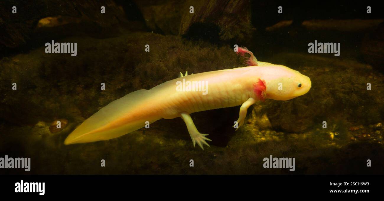 Axolotl Leucistico