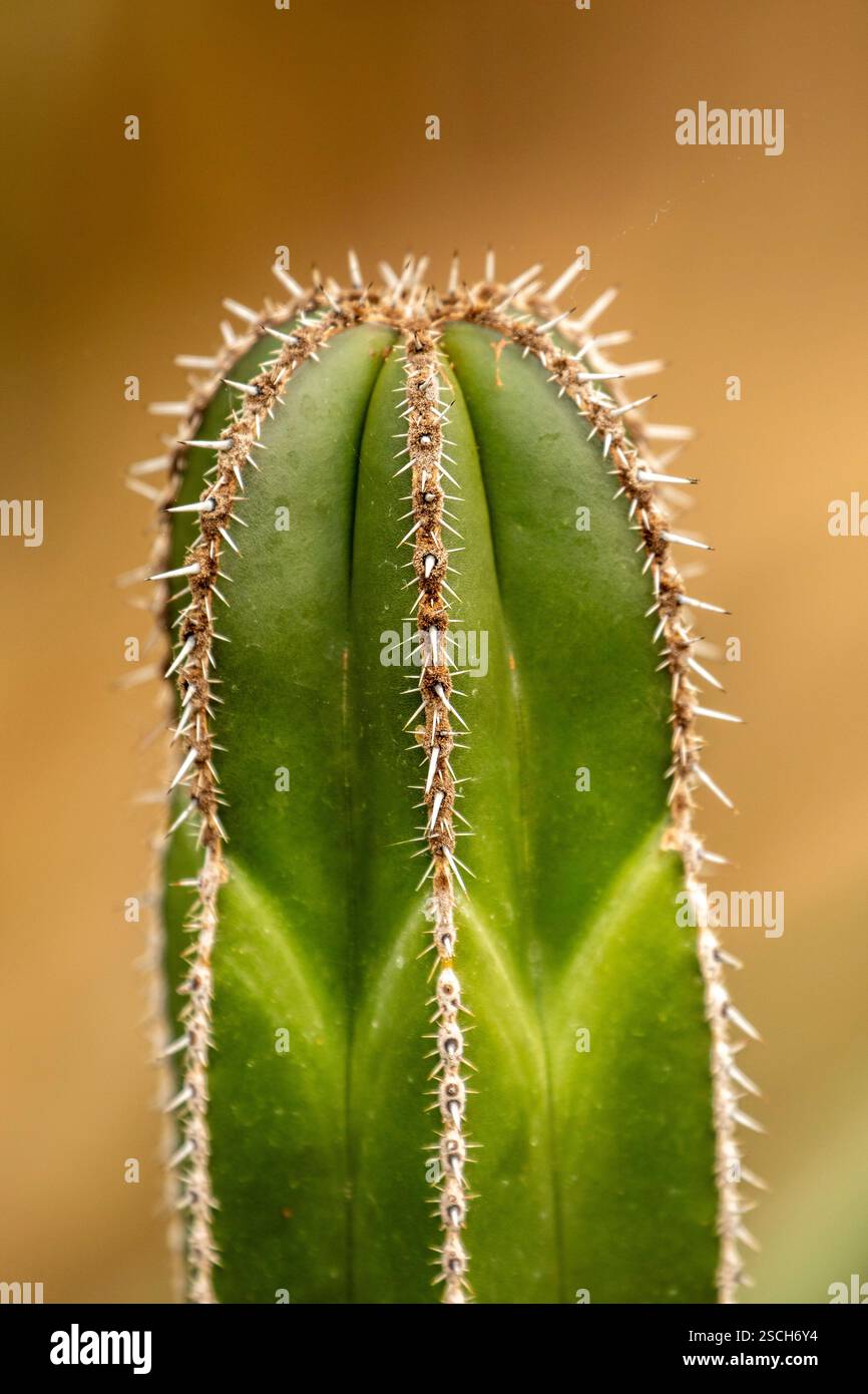 Natural close up plant portrait of Pachycereus marginatus, organ pipe ...