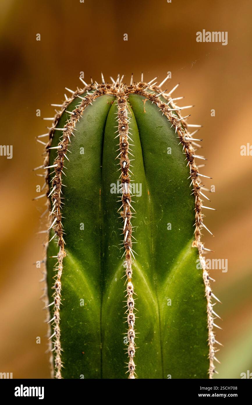 Natural close up plant portrait of Pachycereus marginatus, organ pipe ...