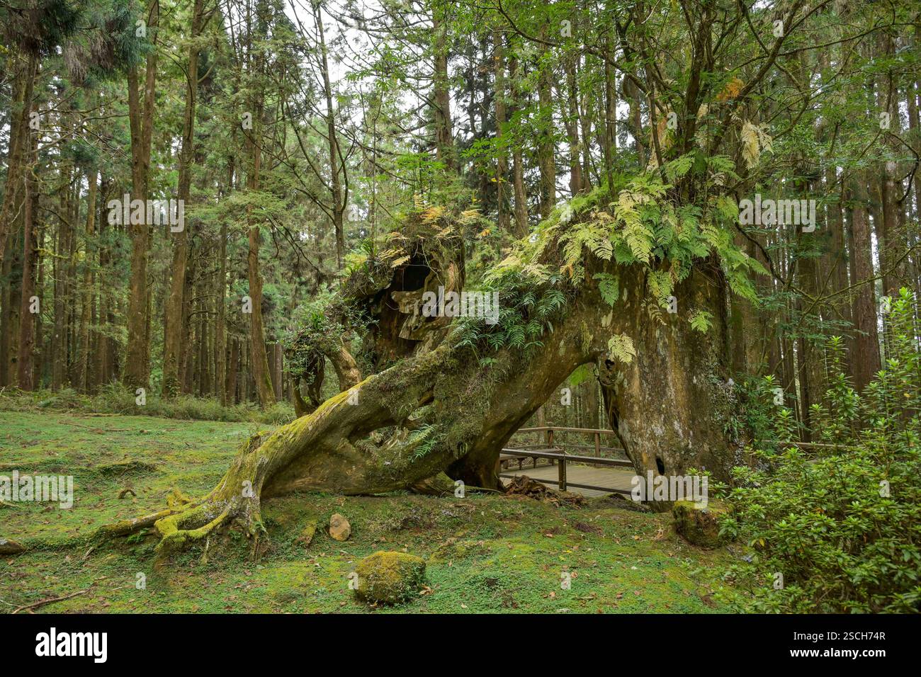 Wald, Bäume, Wurzel einer Rote Taiwanzypresse, Alishan National Forest ...