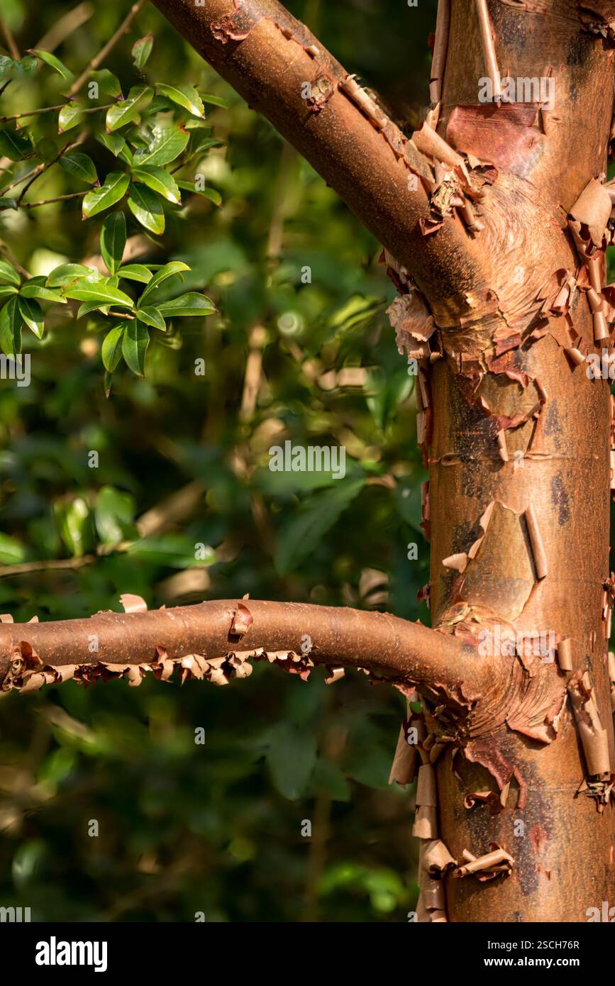 Natural close of tree portrait of the attractive peeling bark of Acer ...
