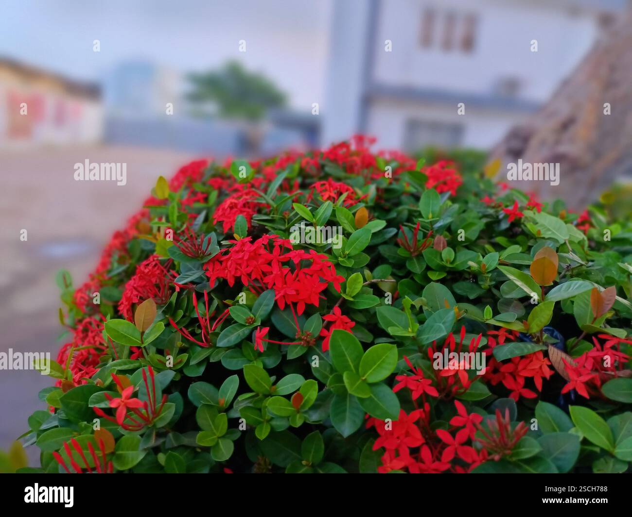 Pendgul ixora rugmini hi-res stock photography and images - Alamy