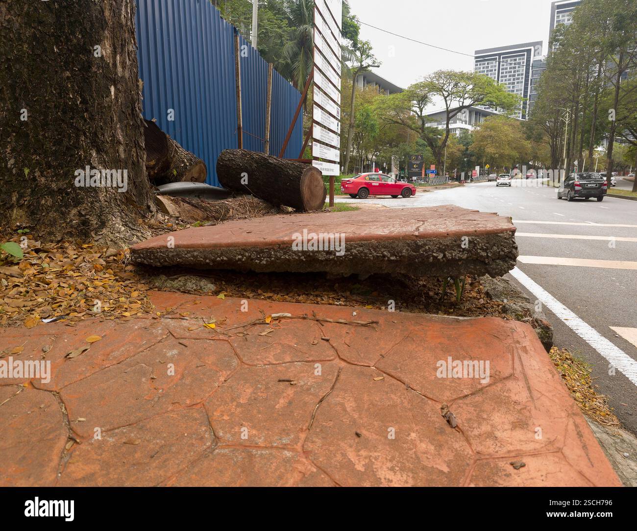 Tropical tree roots pushing up concrete pavement, Malaysia Stock Photo ...