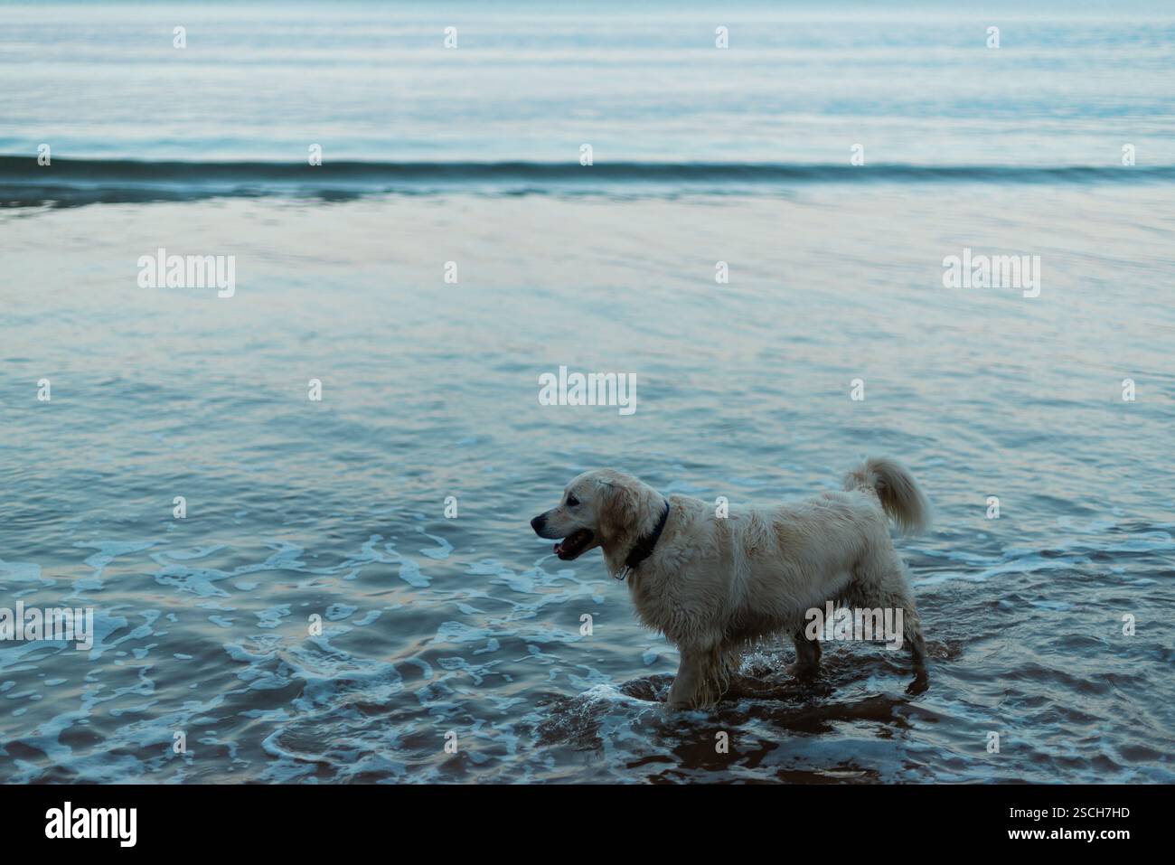 white dog is playing walking in the sea, ocean water Stock Photo - Alamy