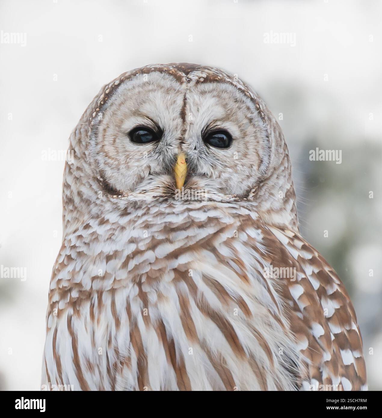 Close up showing details in face and body feathers of barred owl Stock ...