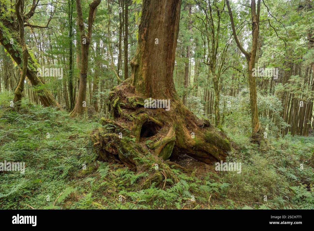 Wald, Bäume, Wurzel einer Rote Taiwanzypresse, Alishan National Forest ...