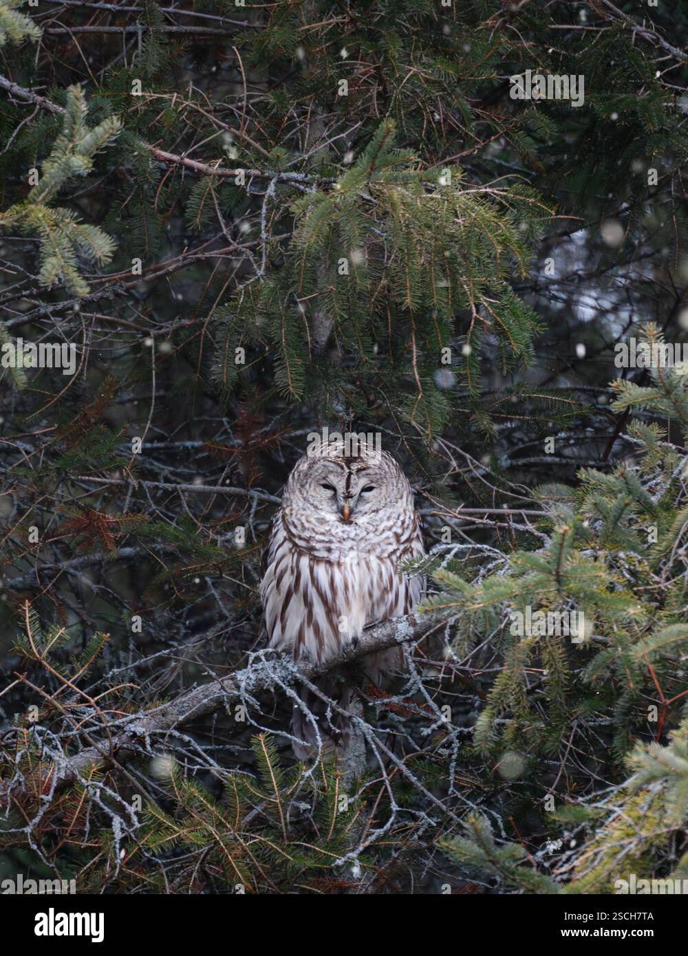 Barred owl resting in branches of evergreen tree on winter day Stock ...