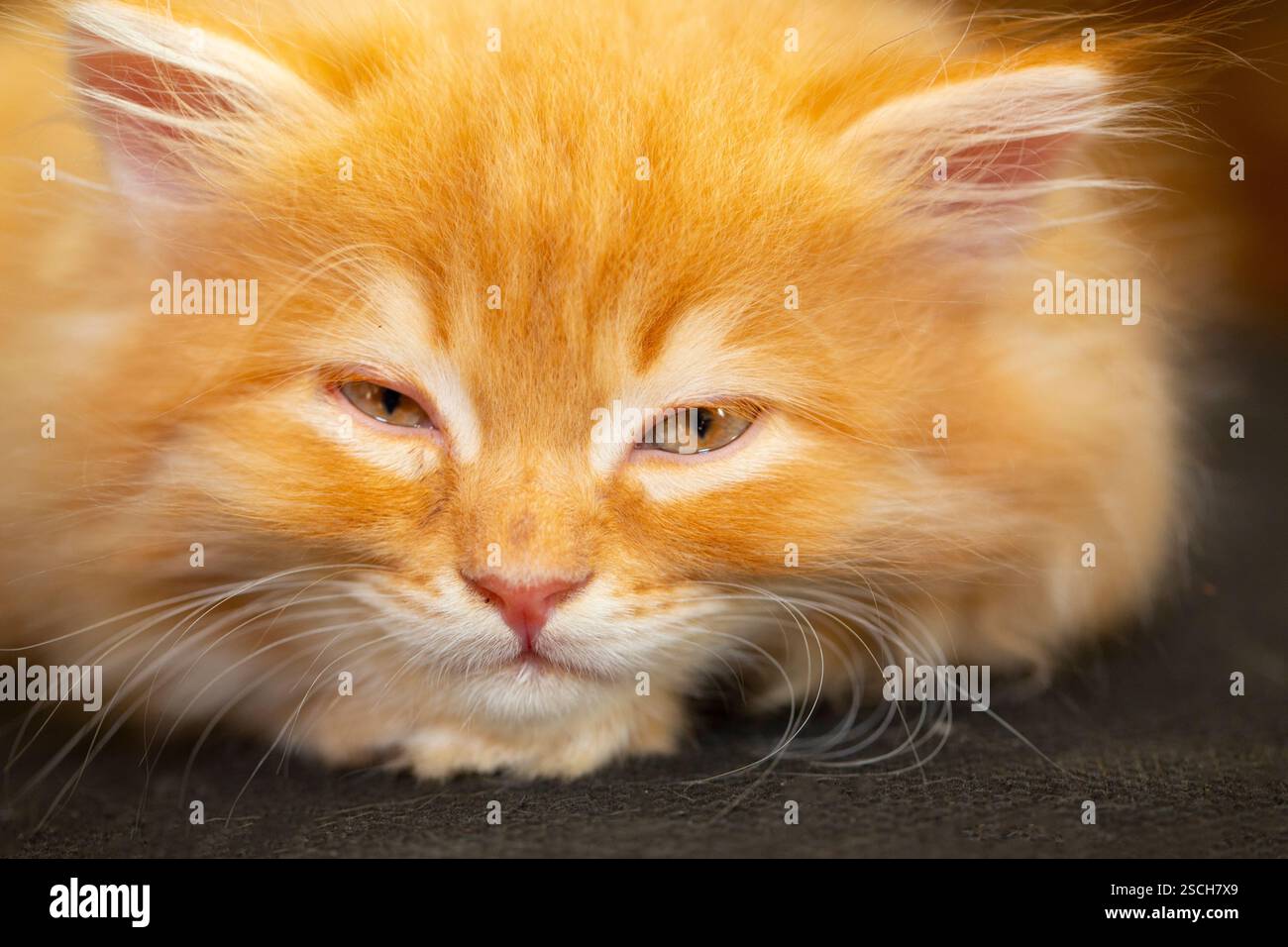 Muzzle red angry cat hi-res stock photography and images - Alamy