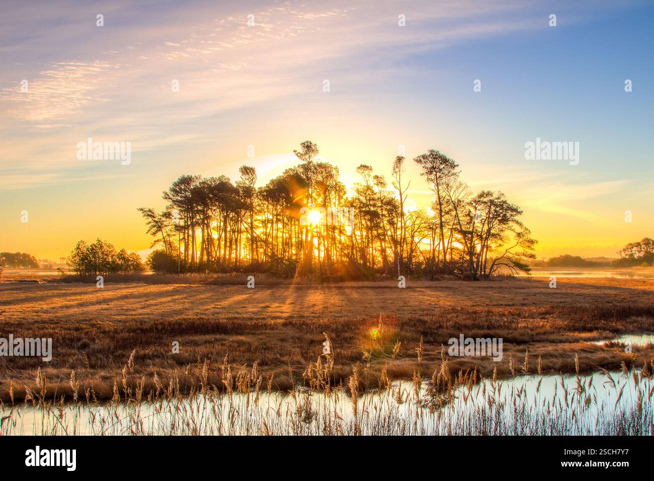 Sunrise over a marsh; trees silhouetted against golden light. Nature's ...