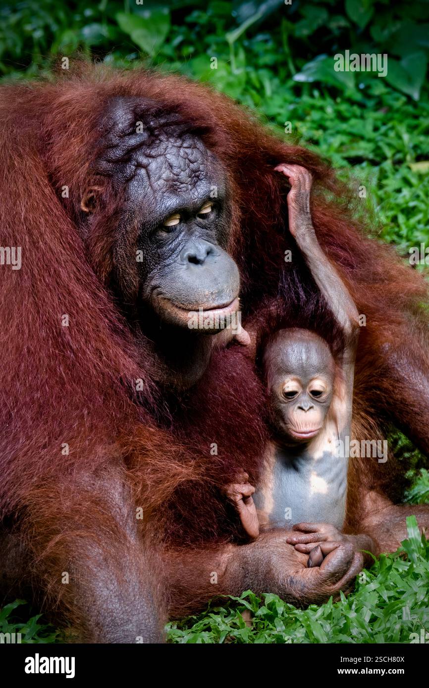 mother and baby bornean orangutan Stock Photo - Alamy