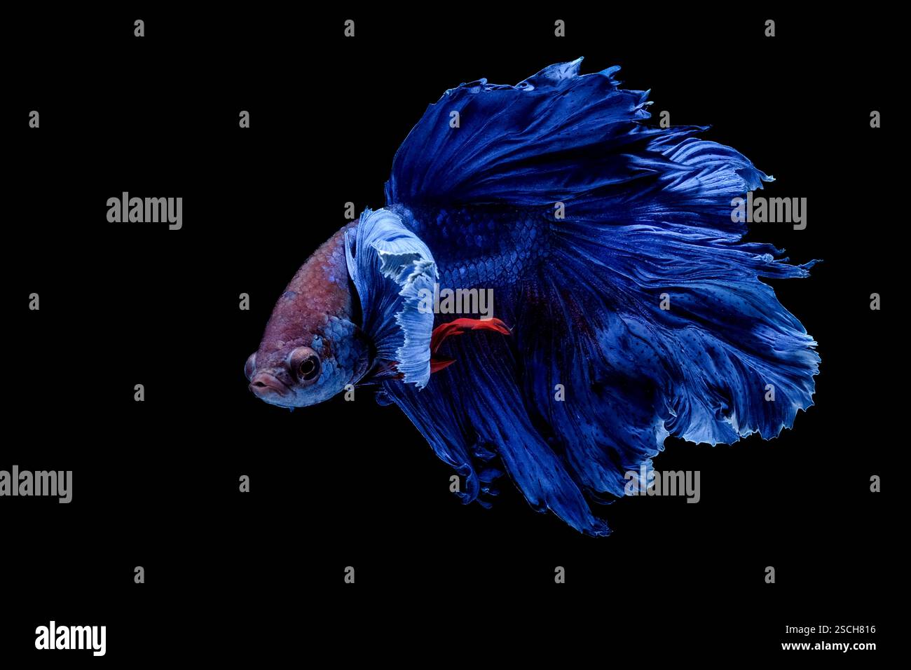 Halfmoon betta colorful swimming hi-res stock photography and images ...