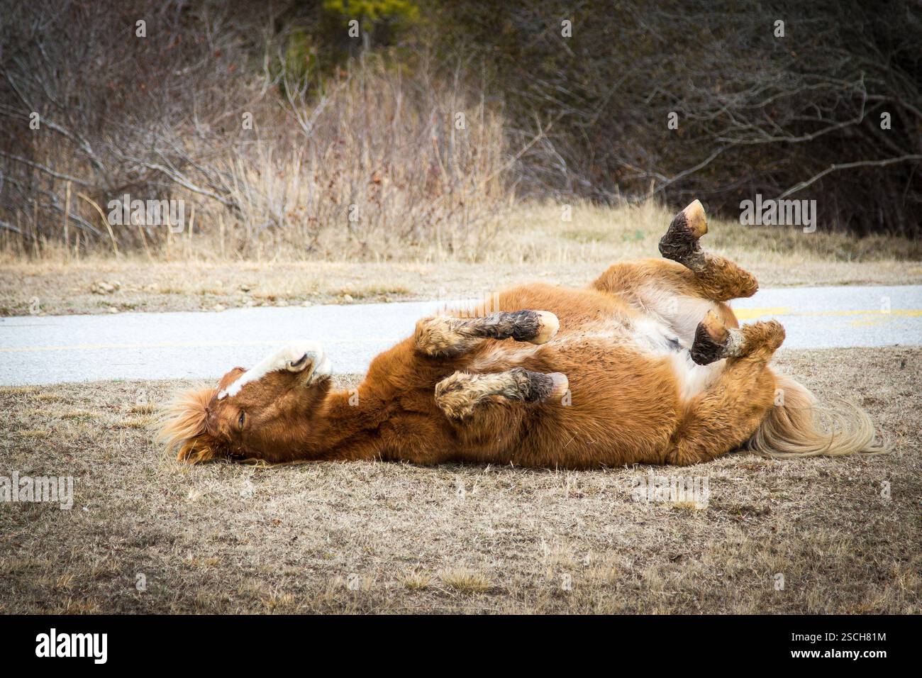 Horse is lying on its back, possibly scratching. Wild animal, self-care ...