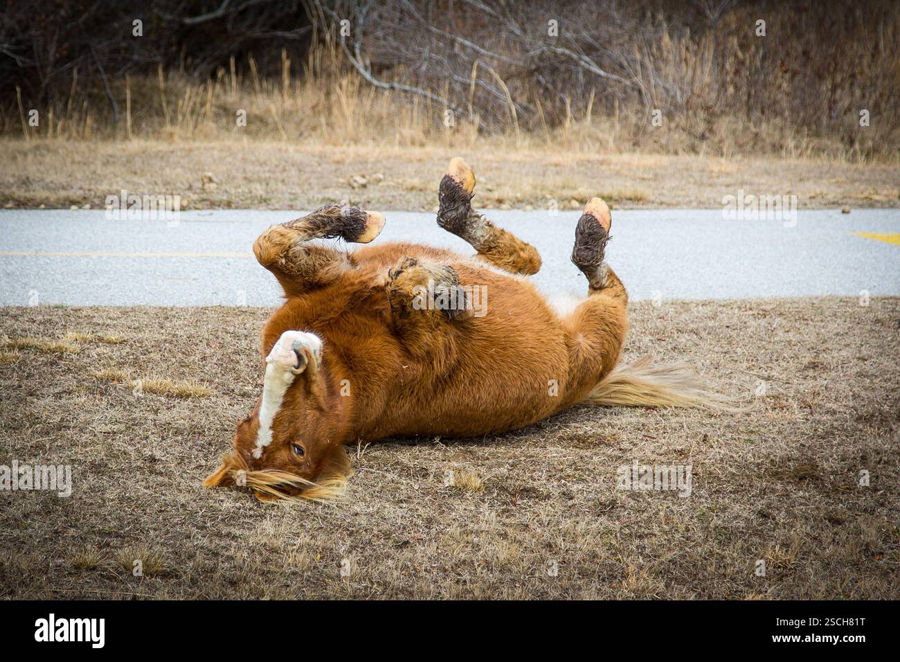 Horse is lying on its back, legs in air. Likely scratching Stock Photo ...